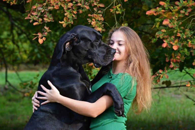 The Facts About Great Danes Webbed Feet